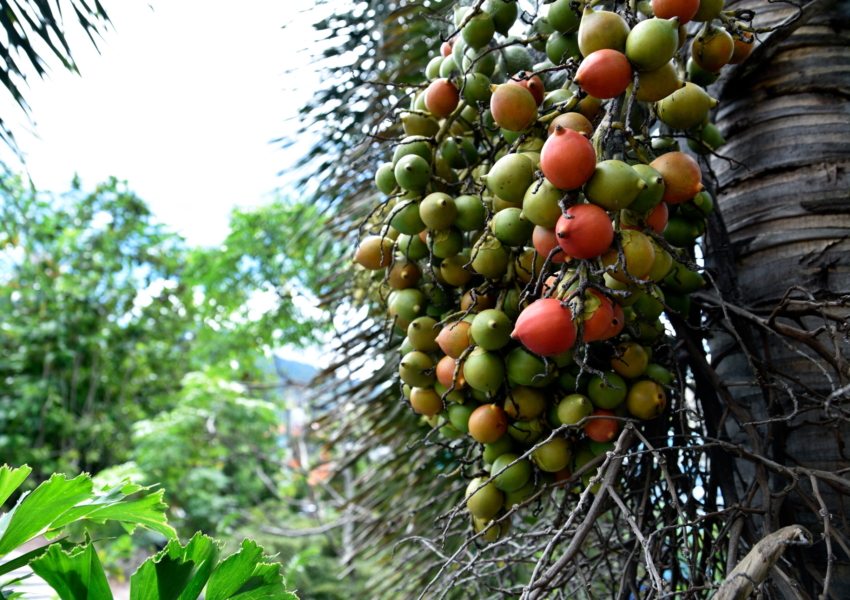 Calamba - Varex Imaging